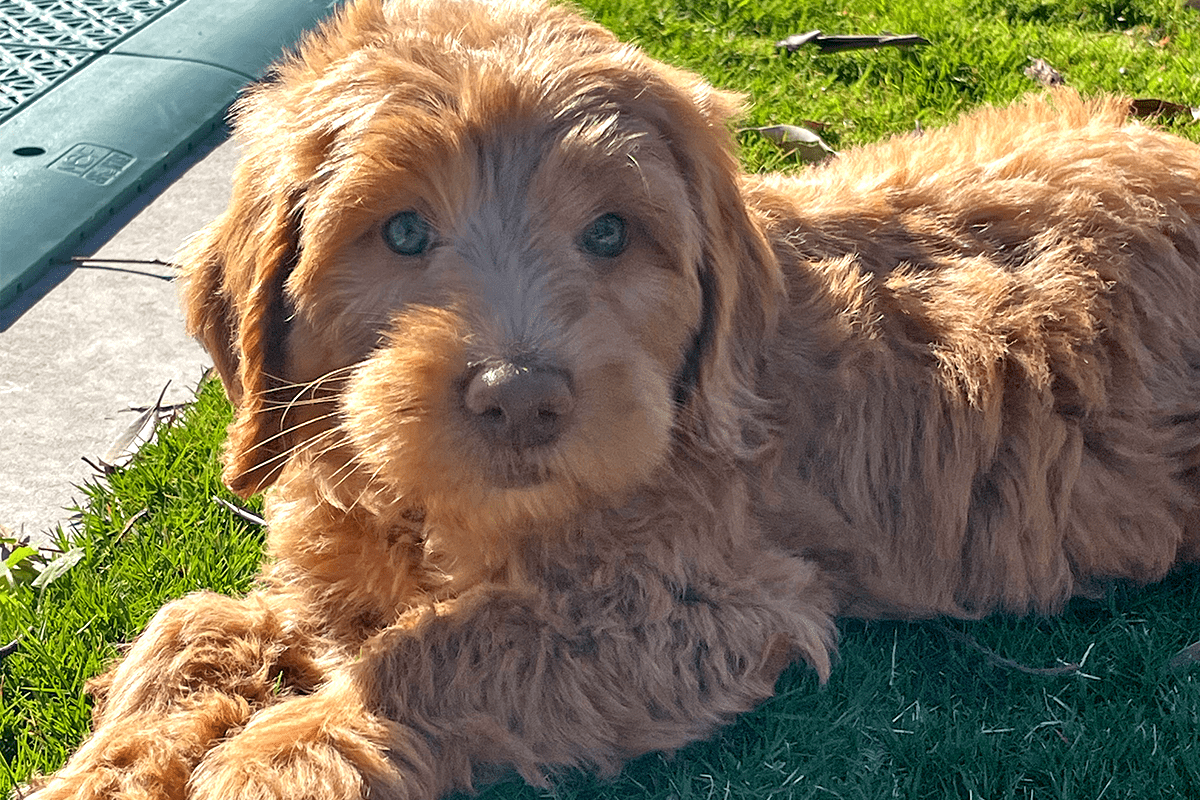 Meet Wilbur: Our Wellbeing Dog - St Peter's Woodlands