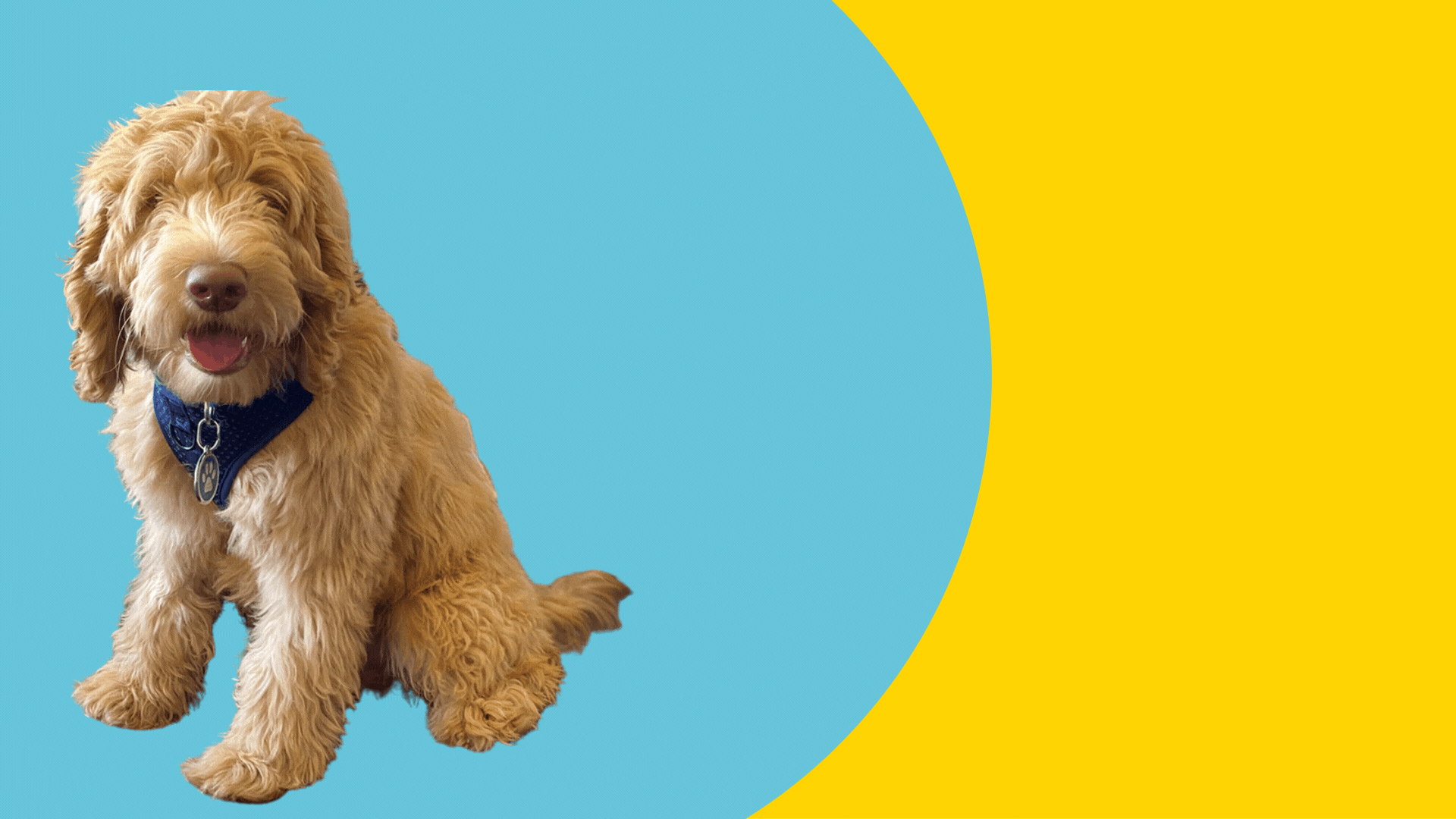 Meet Wilbur: Our Wellbeing Dog - St Peter's Woodlands